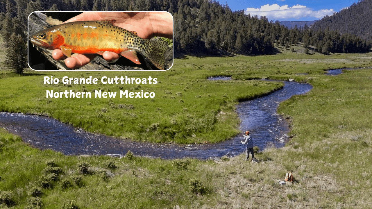 Rio Grande Cutthroat in Northern New Mexico - CHASING NATIVES