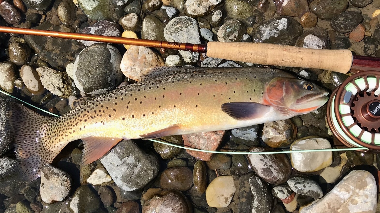 Fly Fishing Yellowstone's Soda Butte Creek - CHASING NATIVES